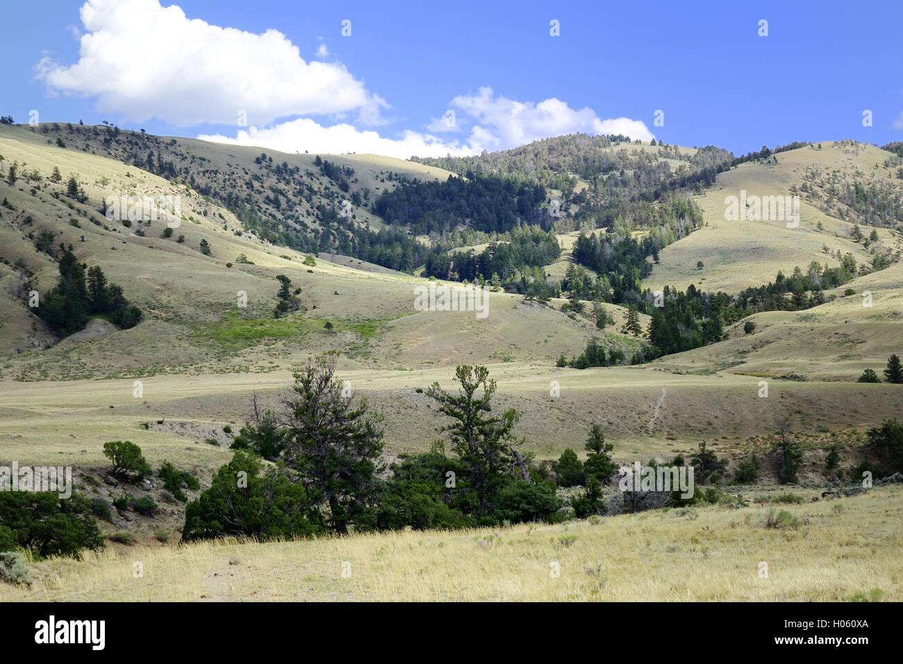 Northern section of Yellowstone National Park. Grasslands with ...