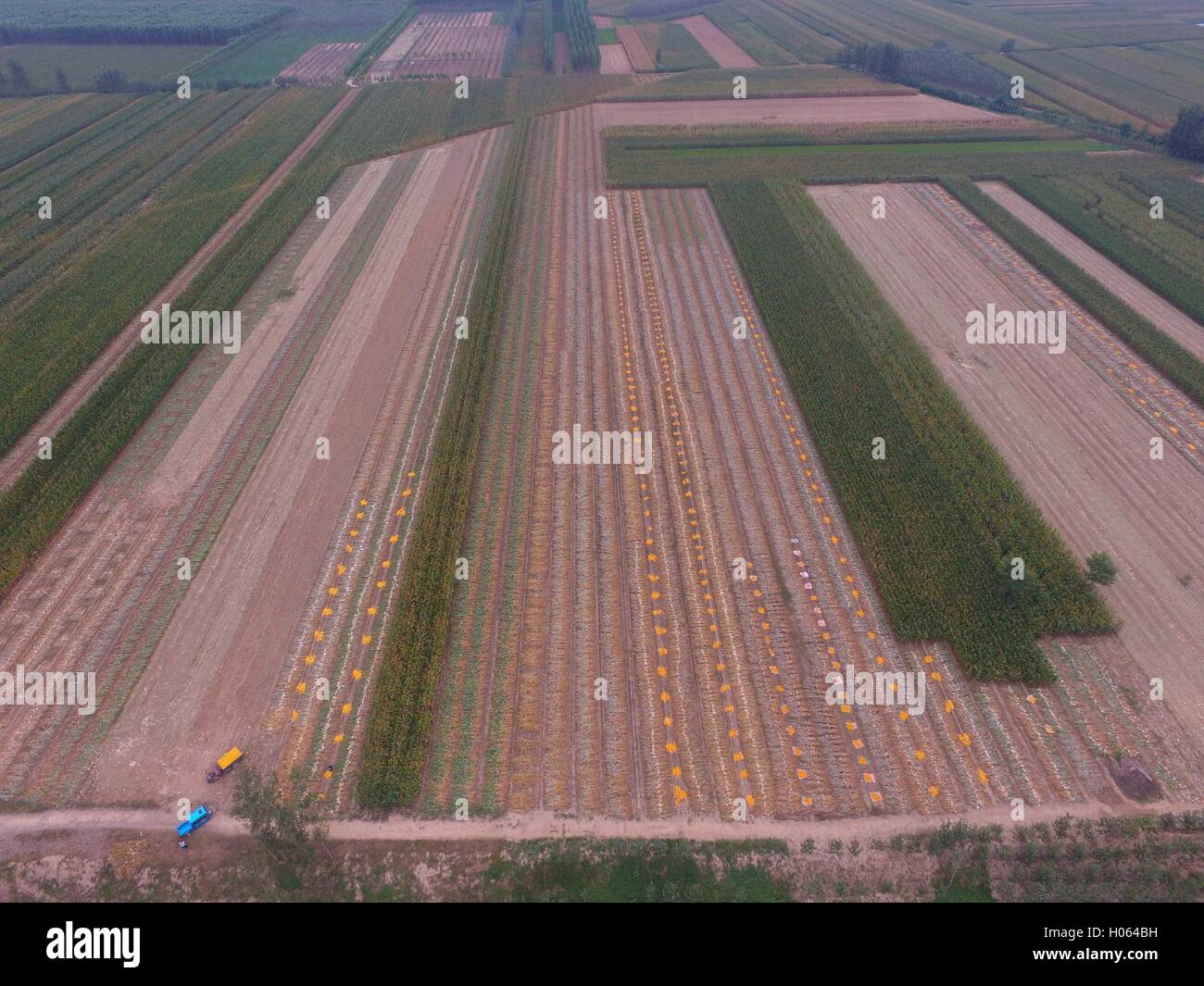 Liaocheng, Liaocheng, China. 20th Sep, 2016. Liaocheng, CHINA-September ...