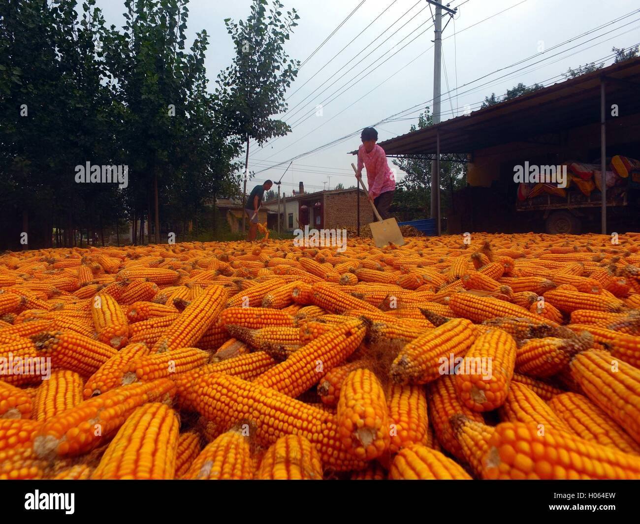 Liaocheng, Liaocheng, China. 20th Sep, 2016. Liaocheng, CHINA-September ...