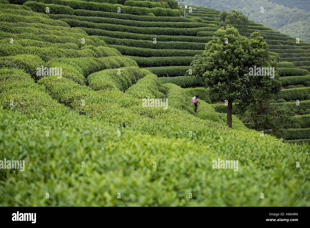 Hangzhou, Hangzhou, China. 20th Sep, 2016. Hangzhou, CHINA-September 18 ...