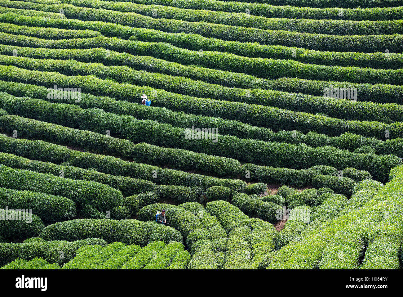 Hangzhou, Hangzhou, China. 20th Sep, 2016. Hangzhou, CHINA-September 18 ...