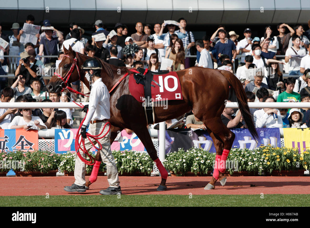 Hyogo, Japan. 11th Sep, 2016. Nero Horse Racing : Nero is led through ...