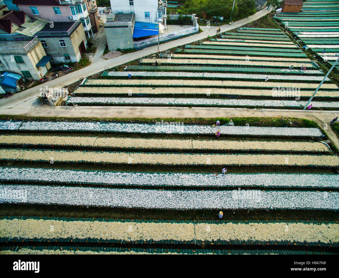 Chanxing, China's Zhejiang Province. 20th Sep, 2016. Villagers dry fish ...