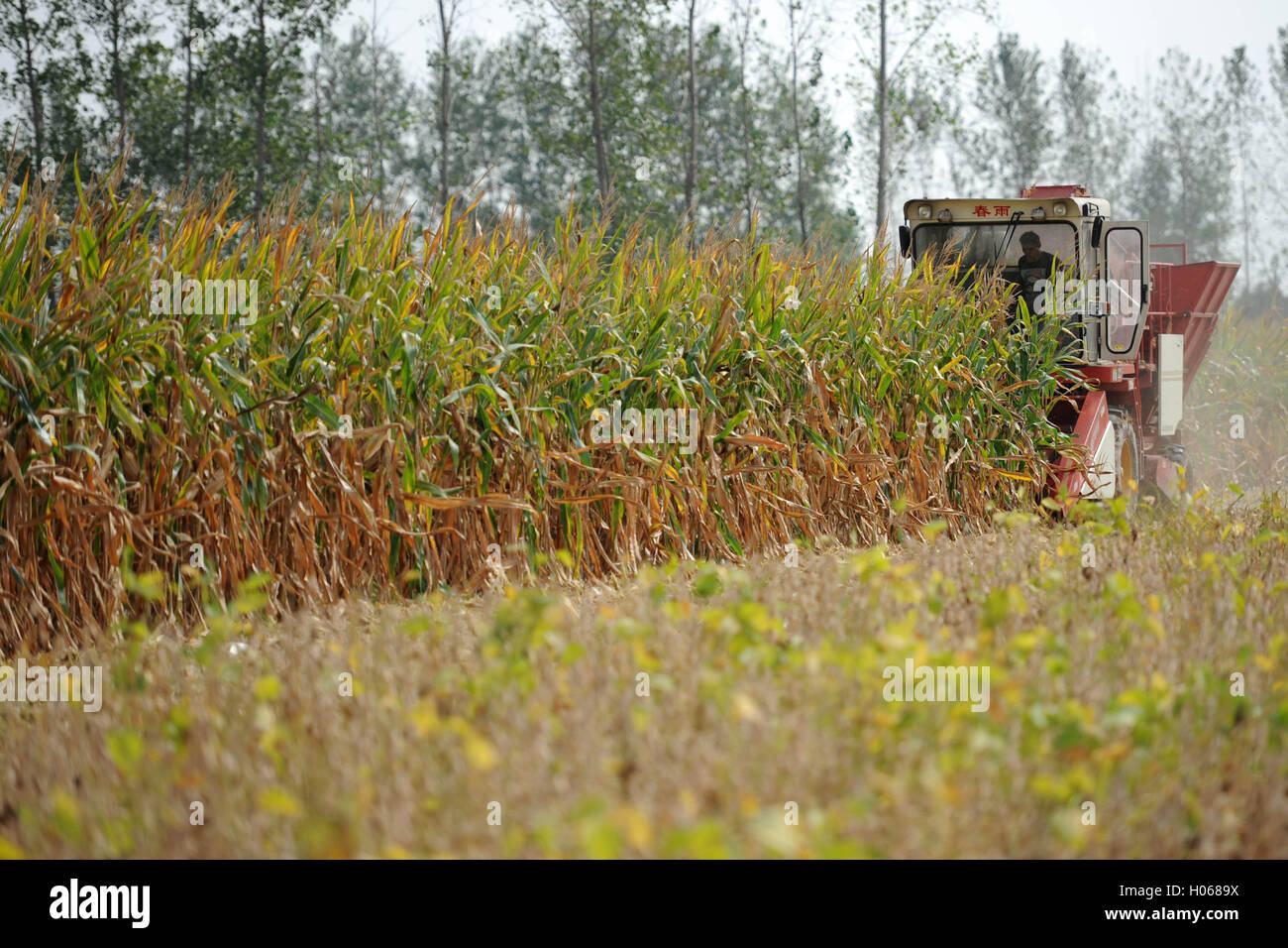 Bozhou, Bozhou, China. 20th Sep, 2016. Bozhou, CHINA-September 19 2016 ...
