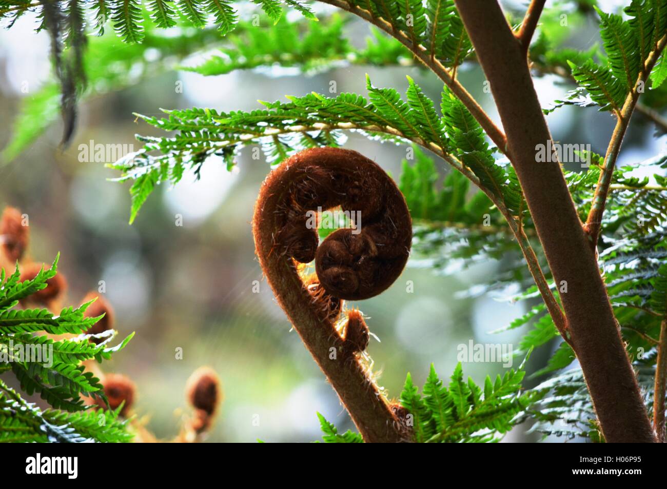 Mother fern hi-res stock photography and images - Alamy