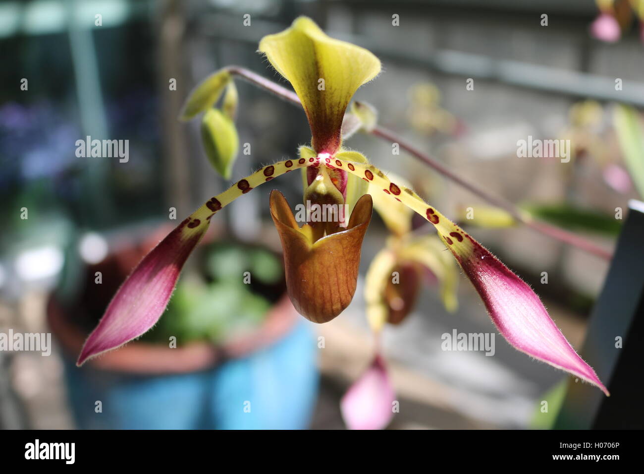 Found in the flower bed hi-res stock photography and images - Alamy