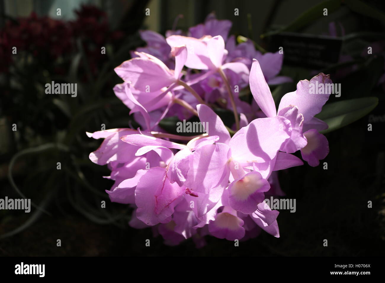 Flowers found at the botanical gardens in DC Stock Photo - Alamy