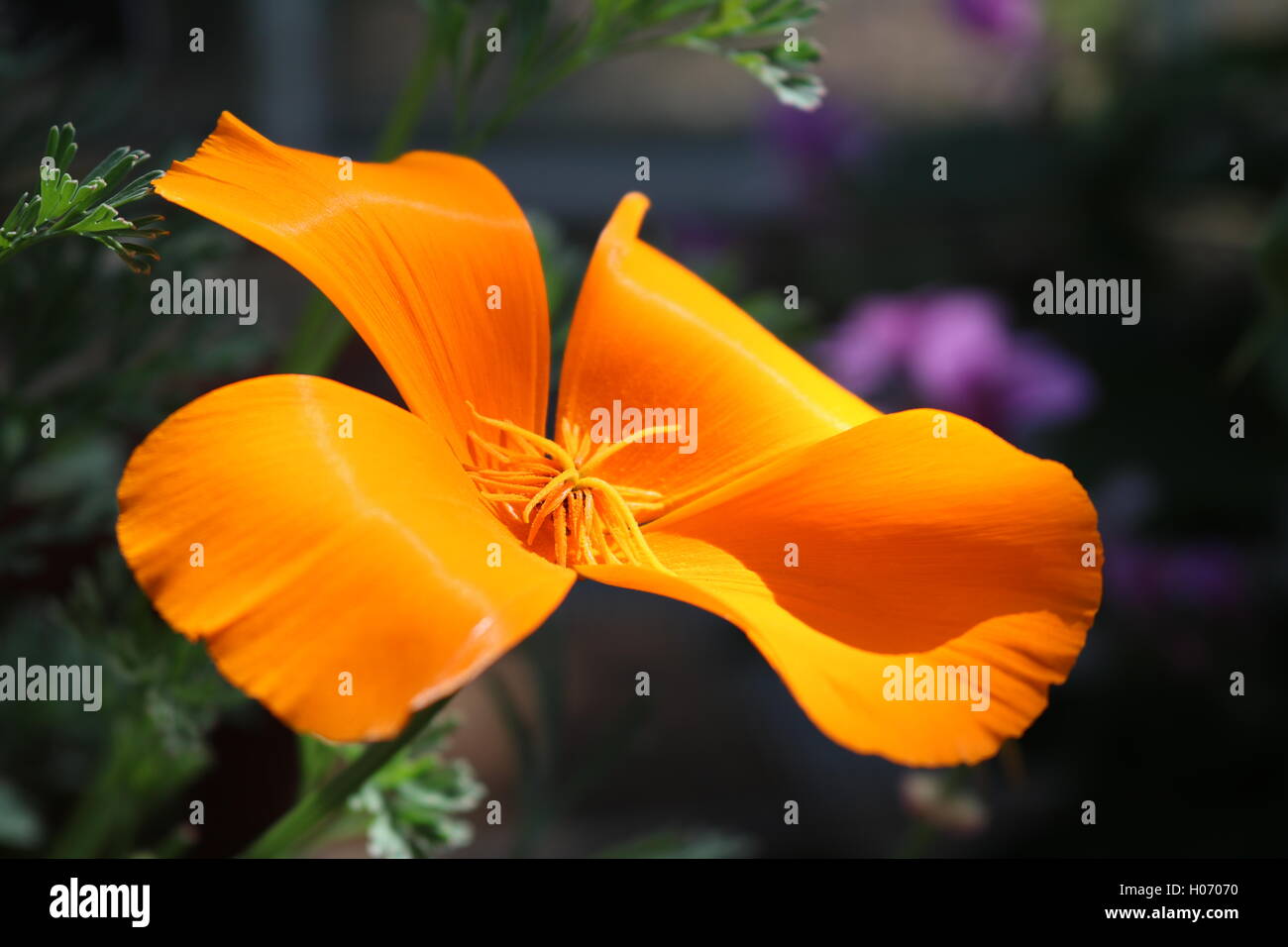 Smooth peddle hi-res stock photography and images - Alamy