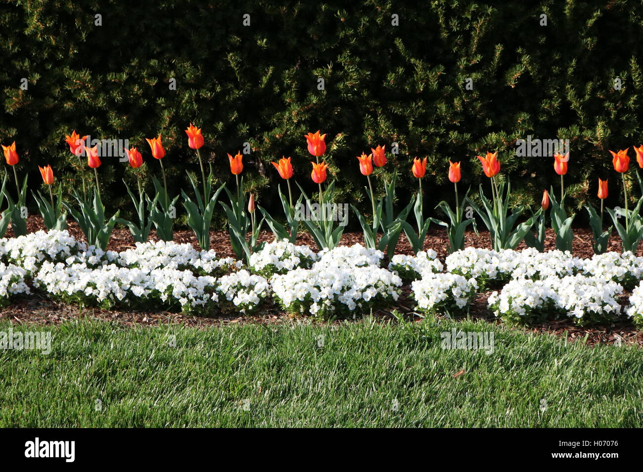 Flowers found at the botanical gardens in DC Stock Photo - Alamy