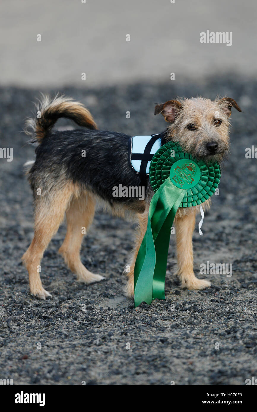 Jack russell cross hi-res stock photography and images - Alamy
