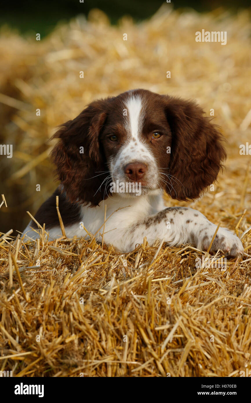 Moss, a 12 week old Springer Spaniel puppy plays on bales of straw at ...