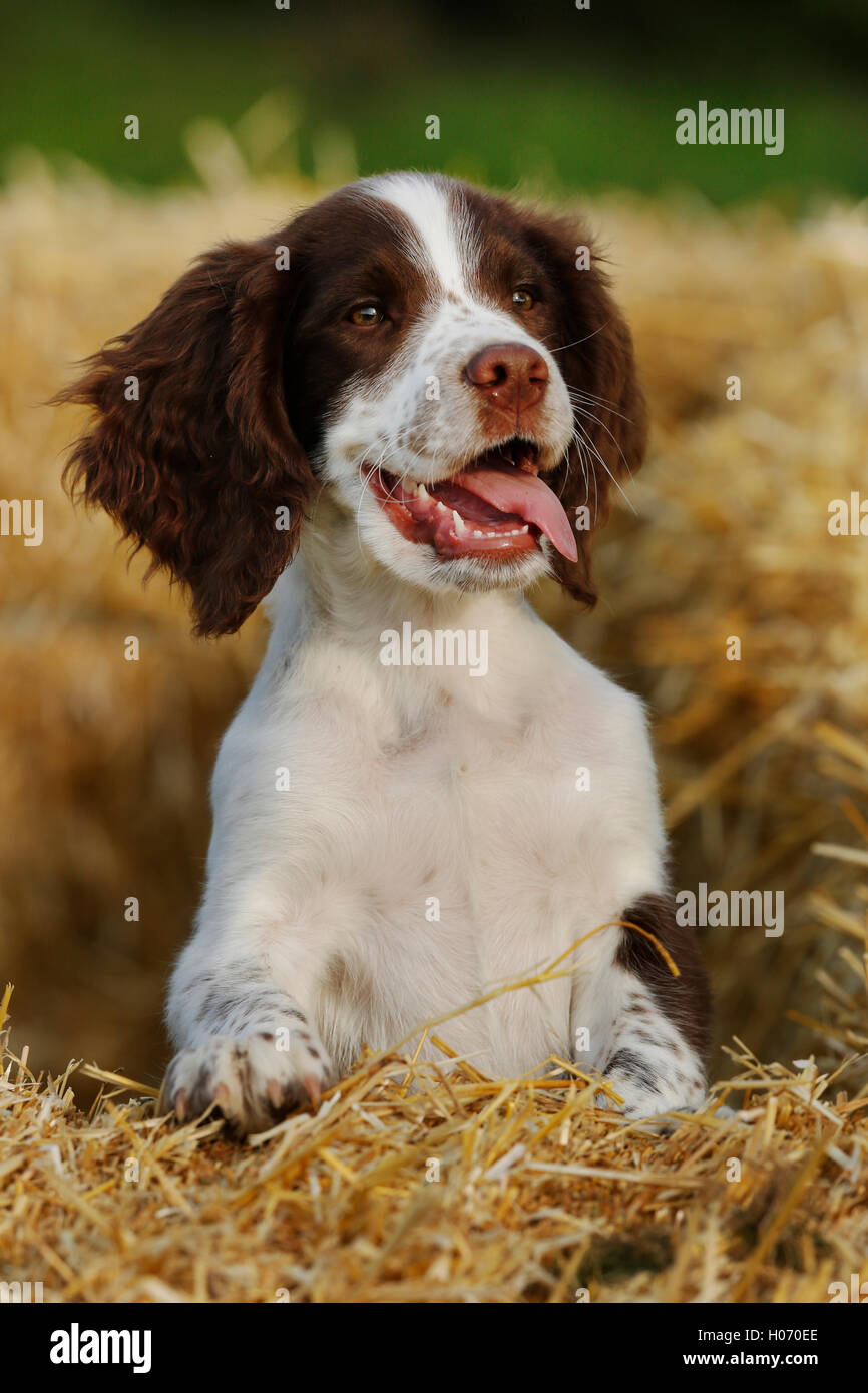 Moss, a 12 week old Springer Spaniel puppy plays on bales of straw at ...