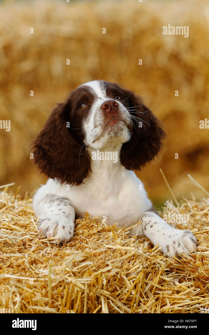 Working springer spaniel puppy hi-res stock photography and images - Alamy