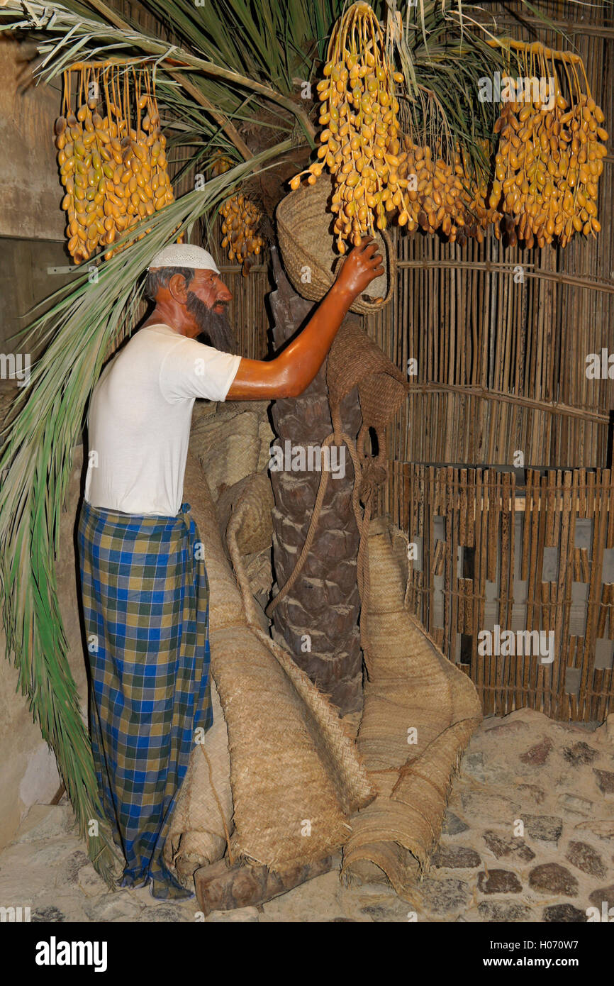 Man picking dates from palm tree, exhibit in Hatta Heritage Village ...