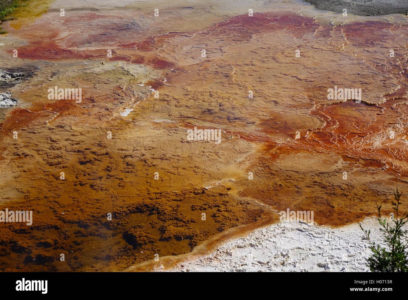 Thermophile colors, Mammoth hot springs, Yellowstone National Park ...