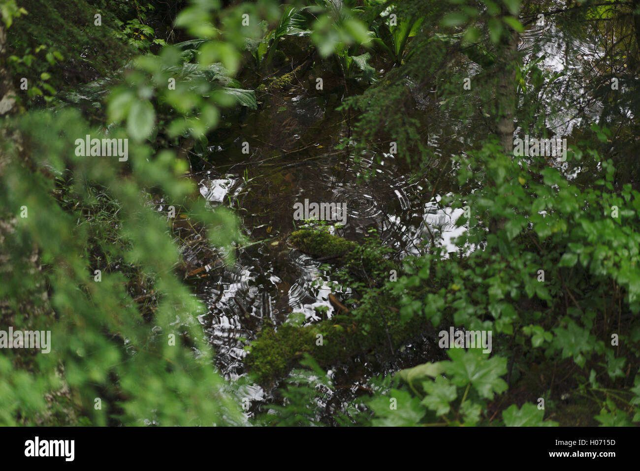 Ripples in a forest stream in Mount Pilchuck State Park near Seattle ...