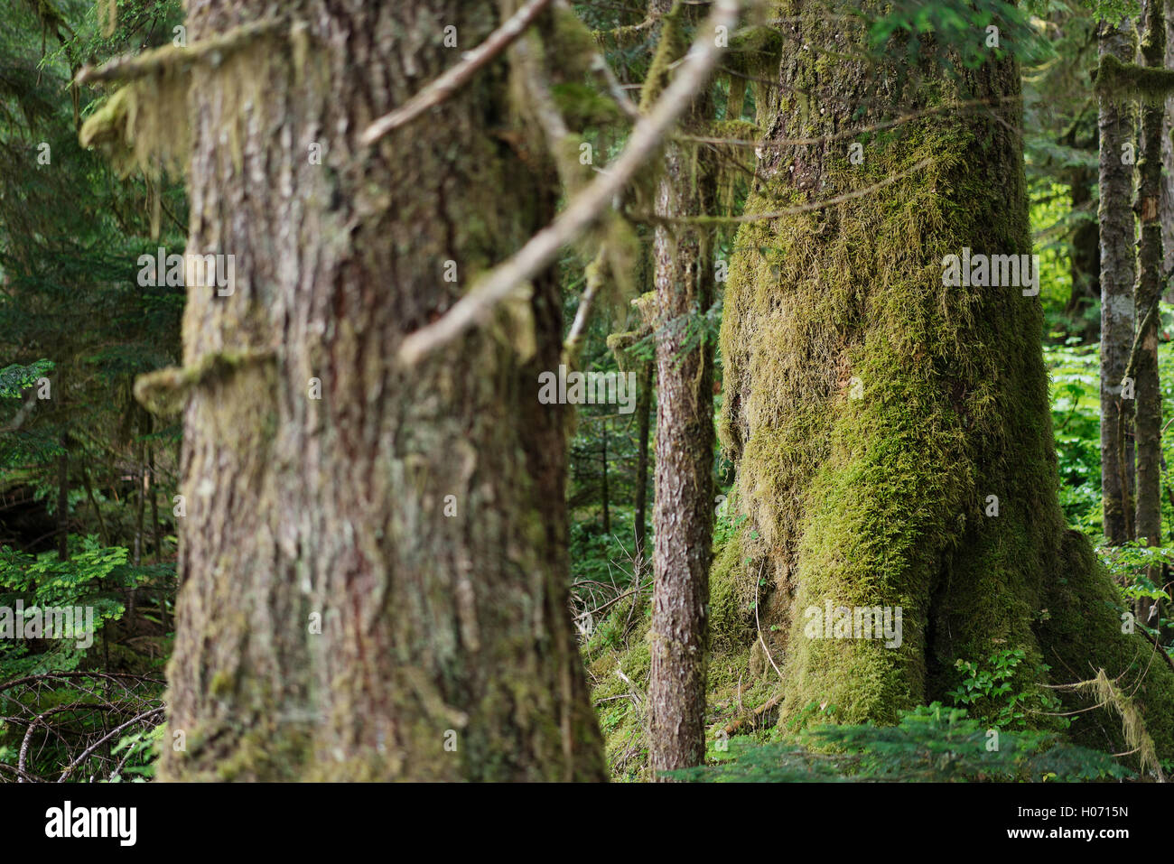 A moss covered tree in Mount Pilchuck State Park near Seattle ...