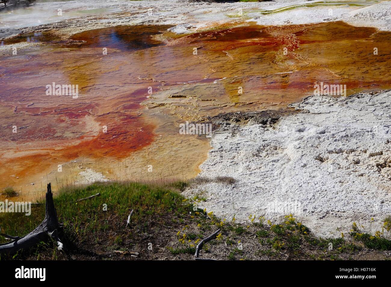 Thermophiles hi-res stock photography and images - Alamy