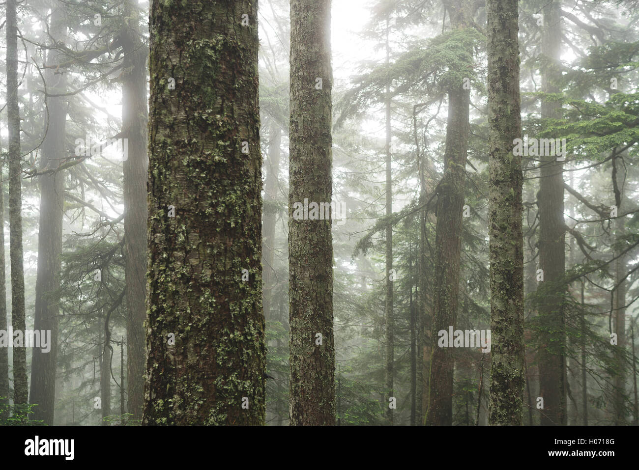 A foggy forest in Mount Pilchuck State Park near Seattle, Washington ...