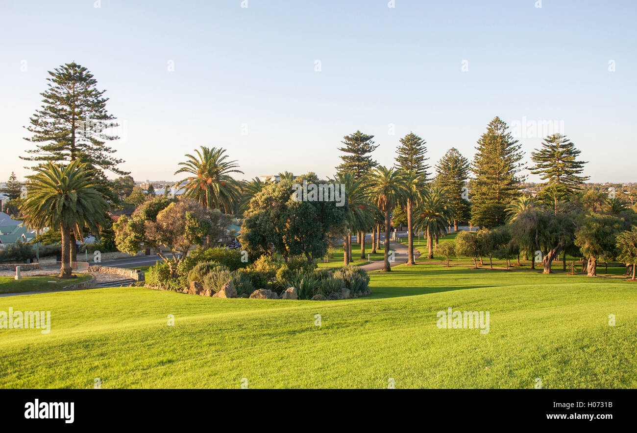 Norfolk pines, palm trees and generic greenery in the landscaped ...