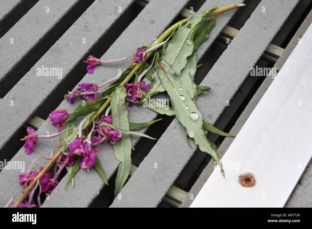 Broken flowers hi-res stock photography and images - Alamy