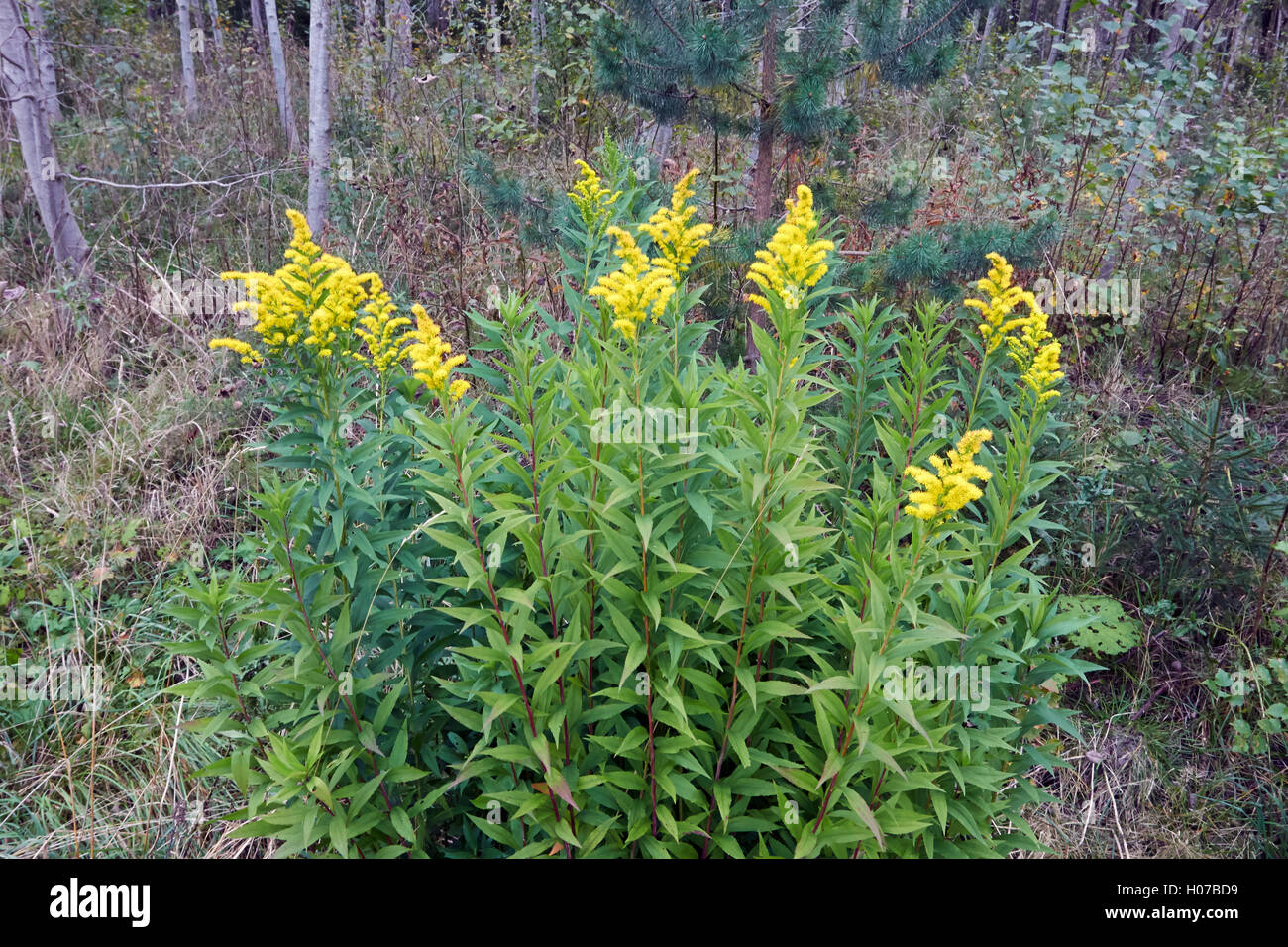 Solidago, Goldenrod flowers, Finland Stock Photo - Alamy