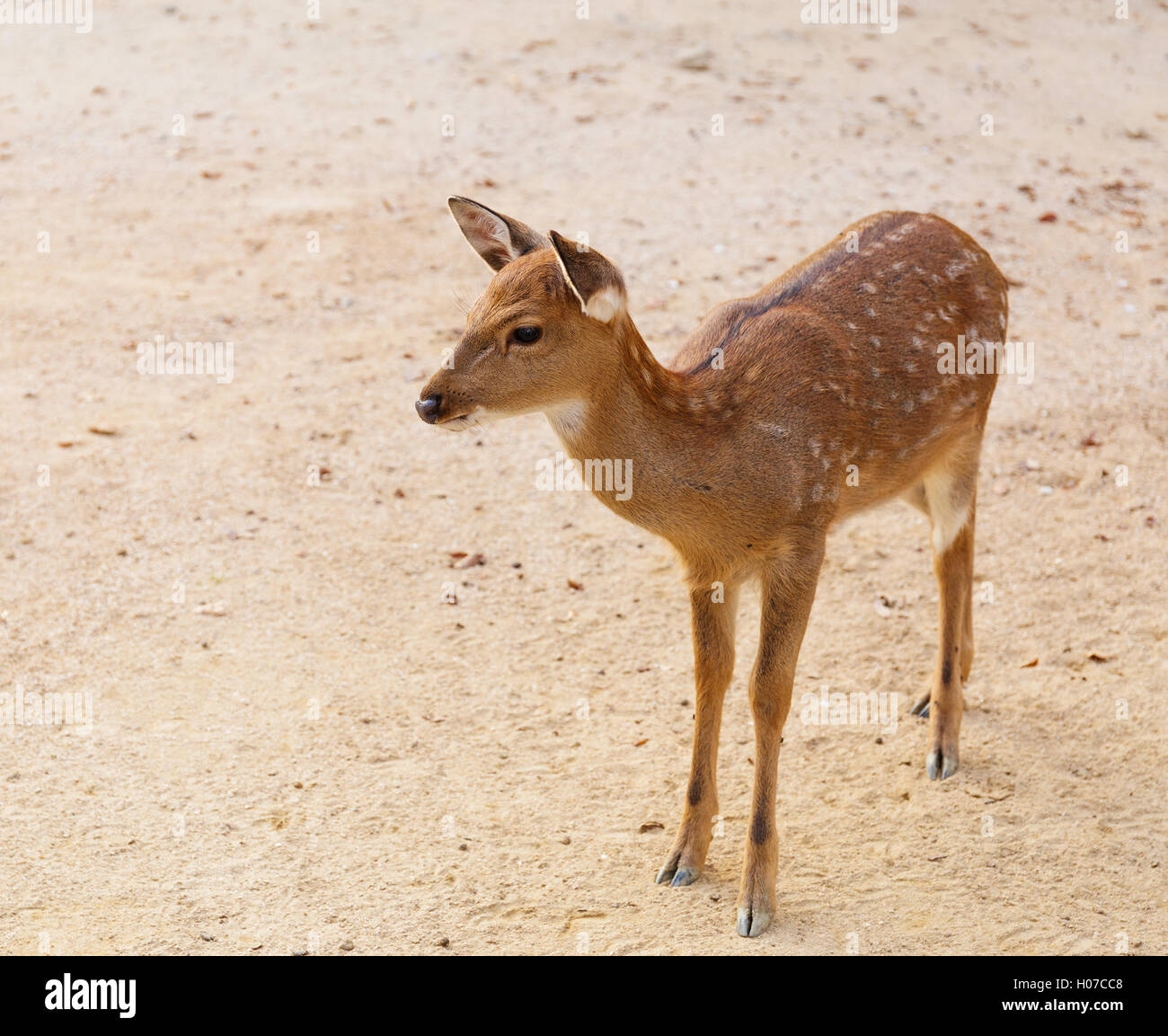 Female roe deer Stock Photo - Alamy