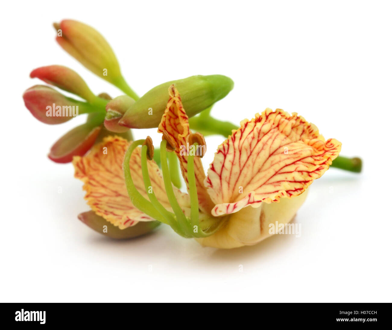 Tamarind flower hi-res stock photography and images - Alamy