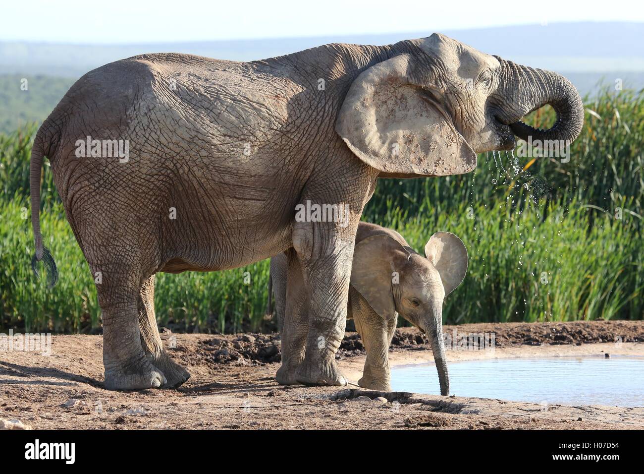Elephant calf with dam hi-res stock photography and images - Alamy