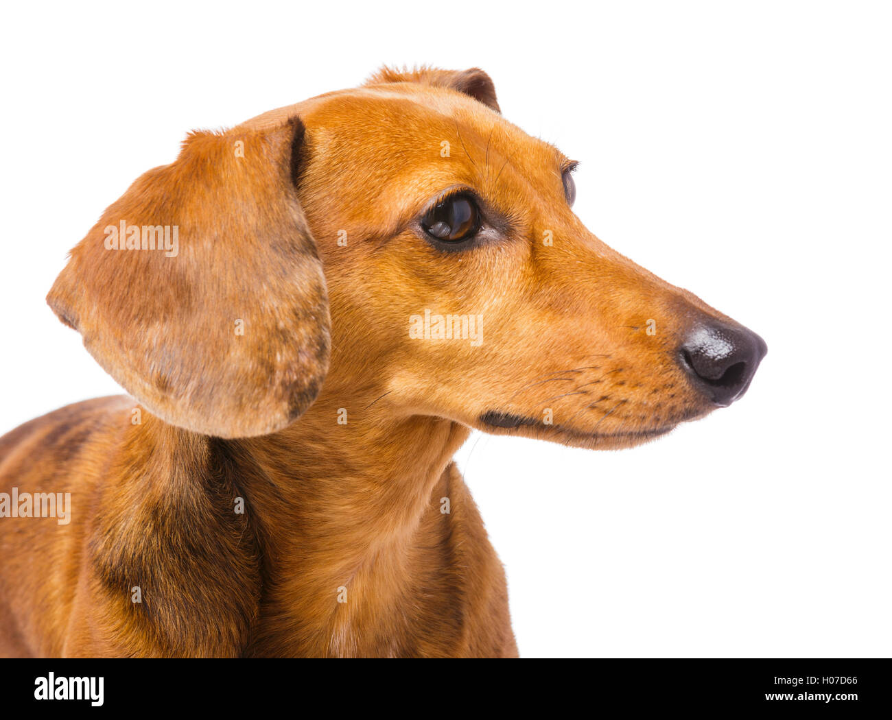 Dachshund dog looking at a side Stock Photo - Alamy