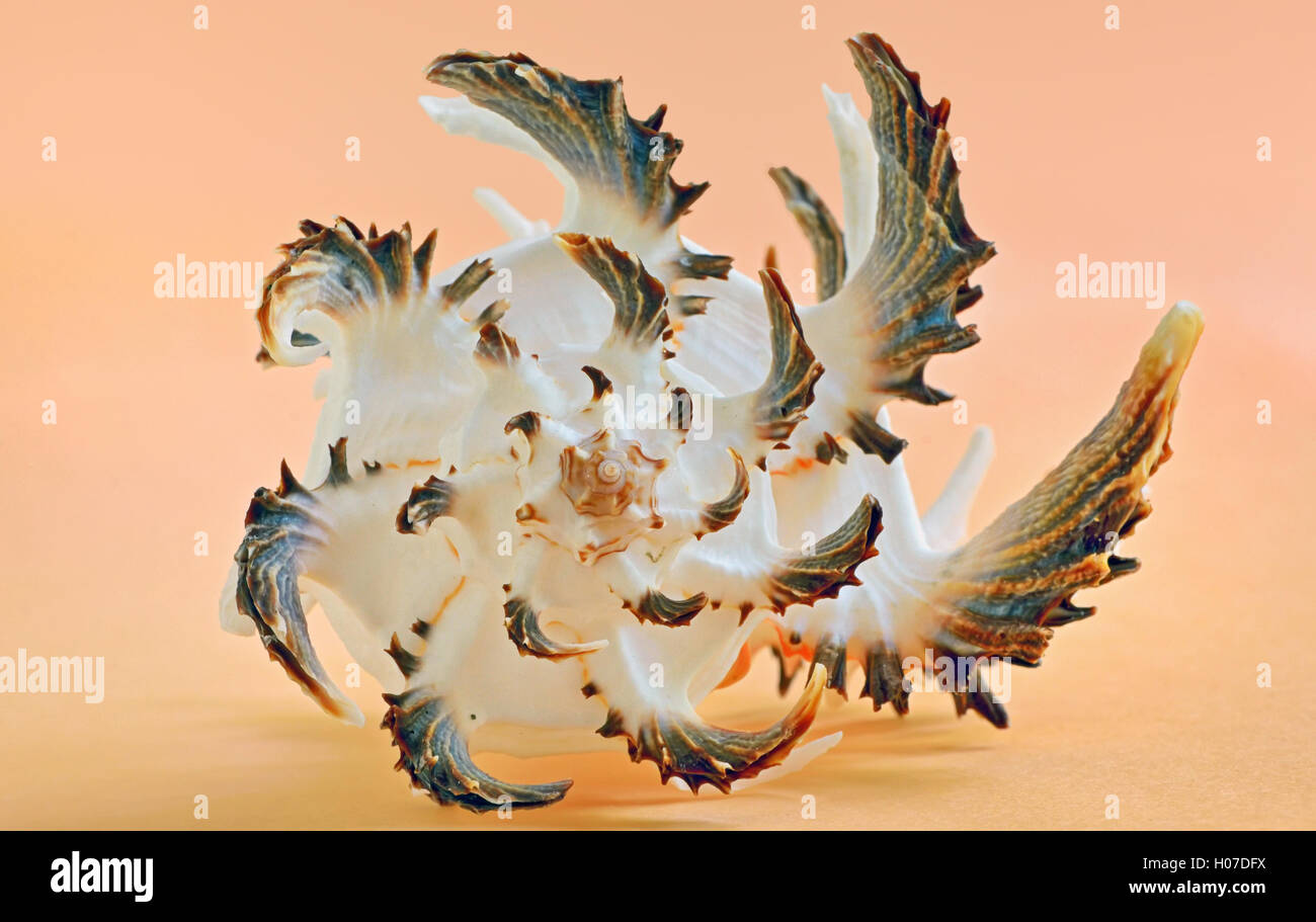 close up of a seashell Stock Photo - Alamy