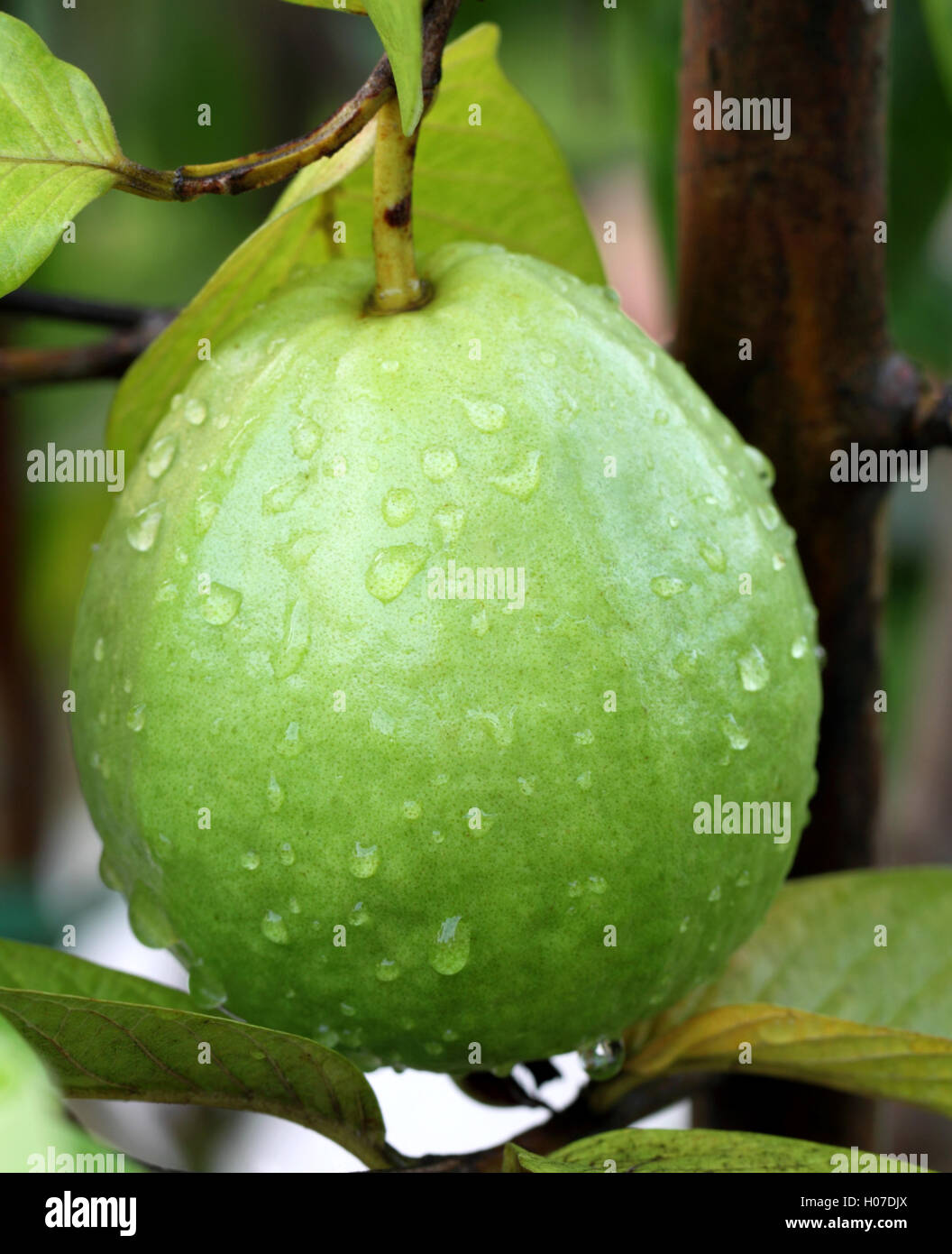 Guava taste hi-res stock photography and images - Alamy