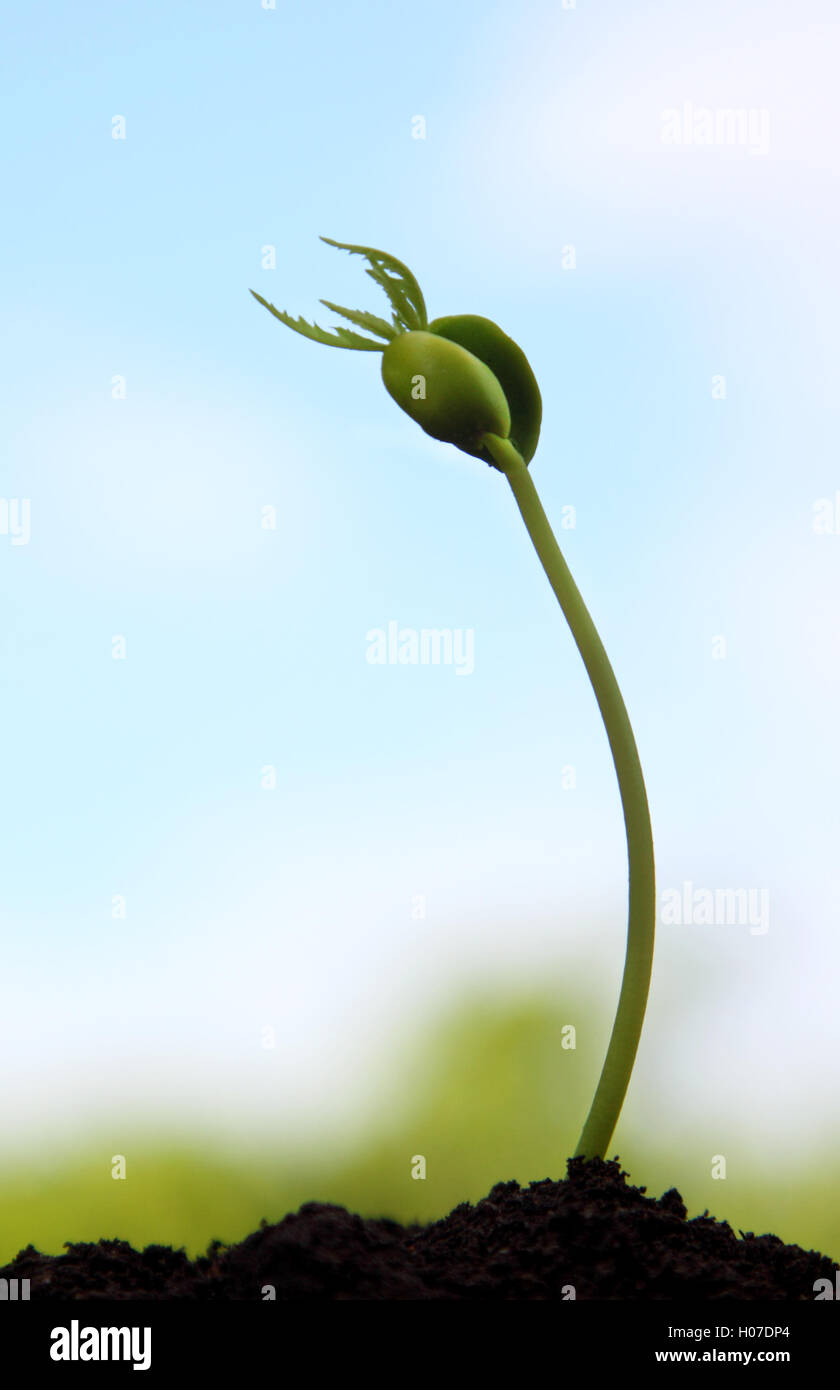 Baby neem plant Stock Photo - Alamy