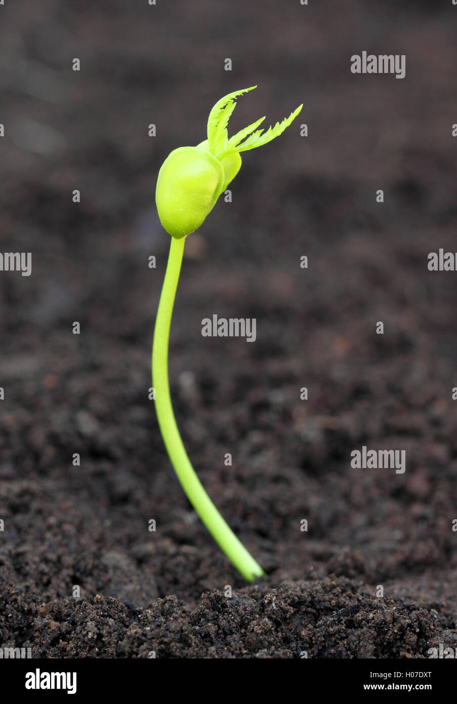 Neem plant hi-res stock photography and images - Alamy