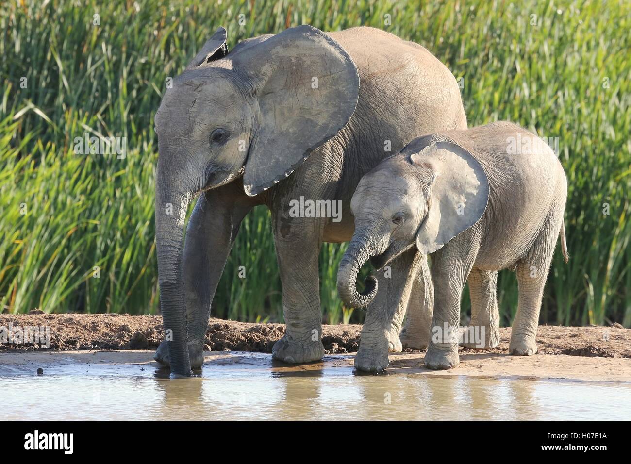 African Elephant Siblings Stock Photo - Alamy