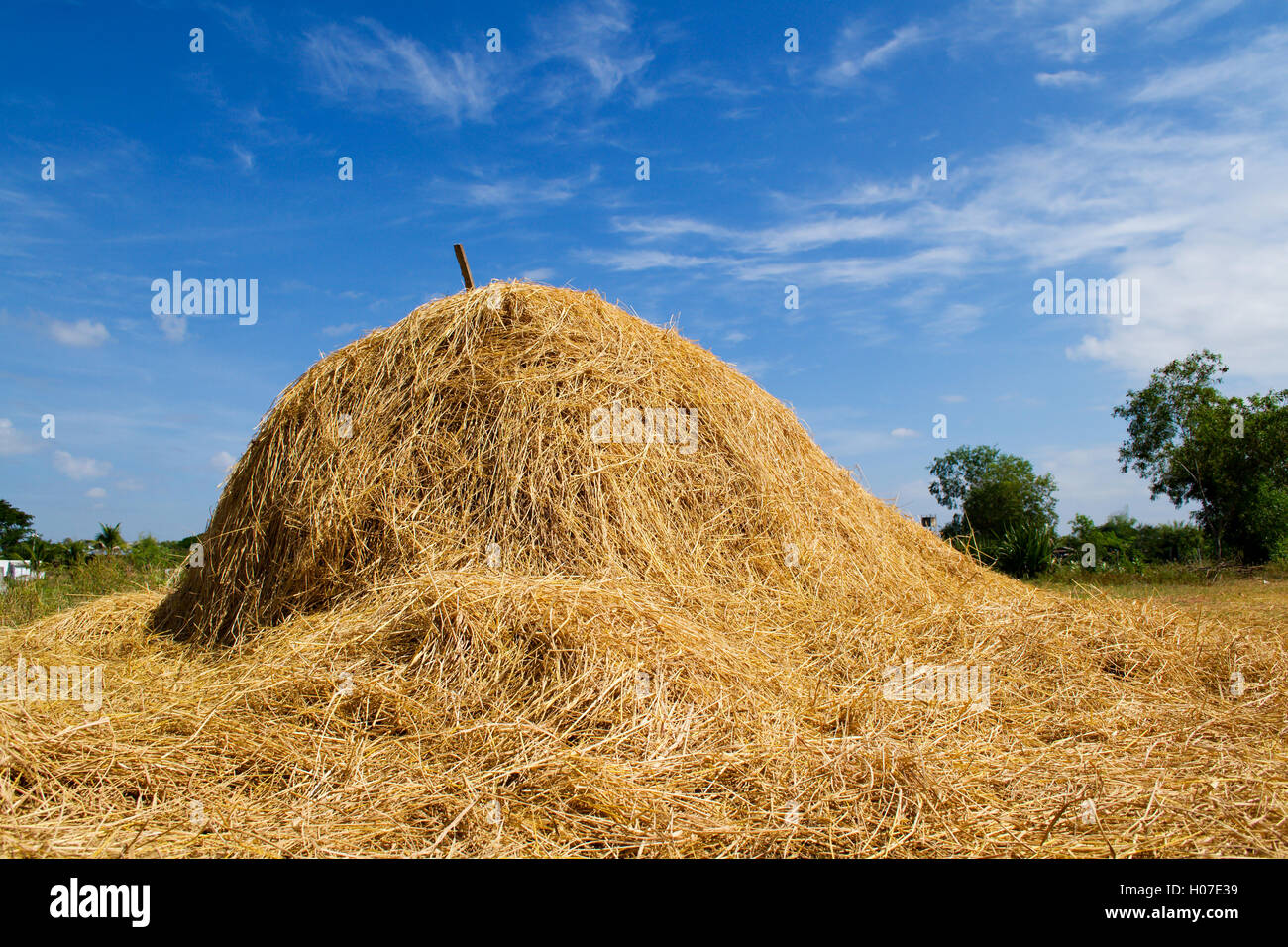 Rice farming rice farm hi-res stock photography and images - Alamy