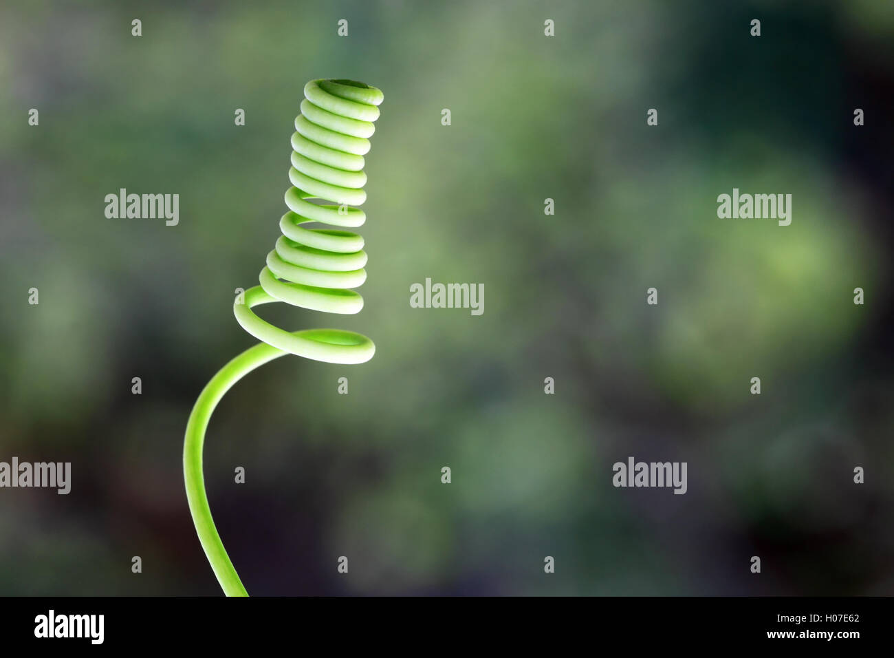 Plant tendril hi-res stock photography and images - Alamy