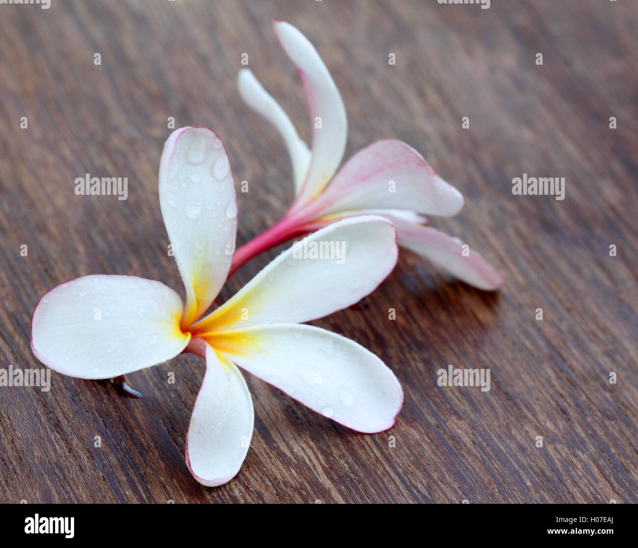 Bali frangipani hi-res stock photography and images - Alamy