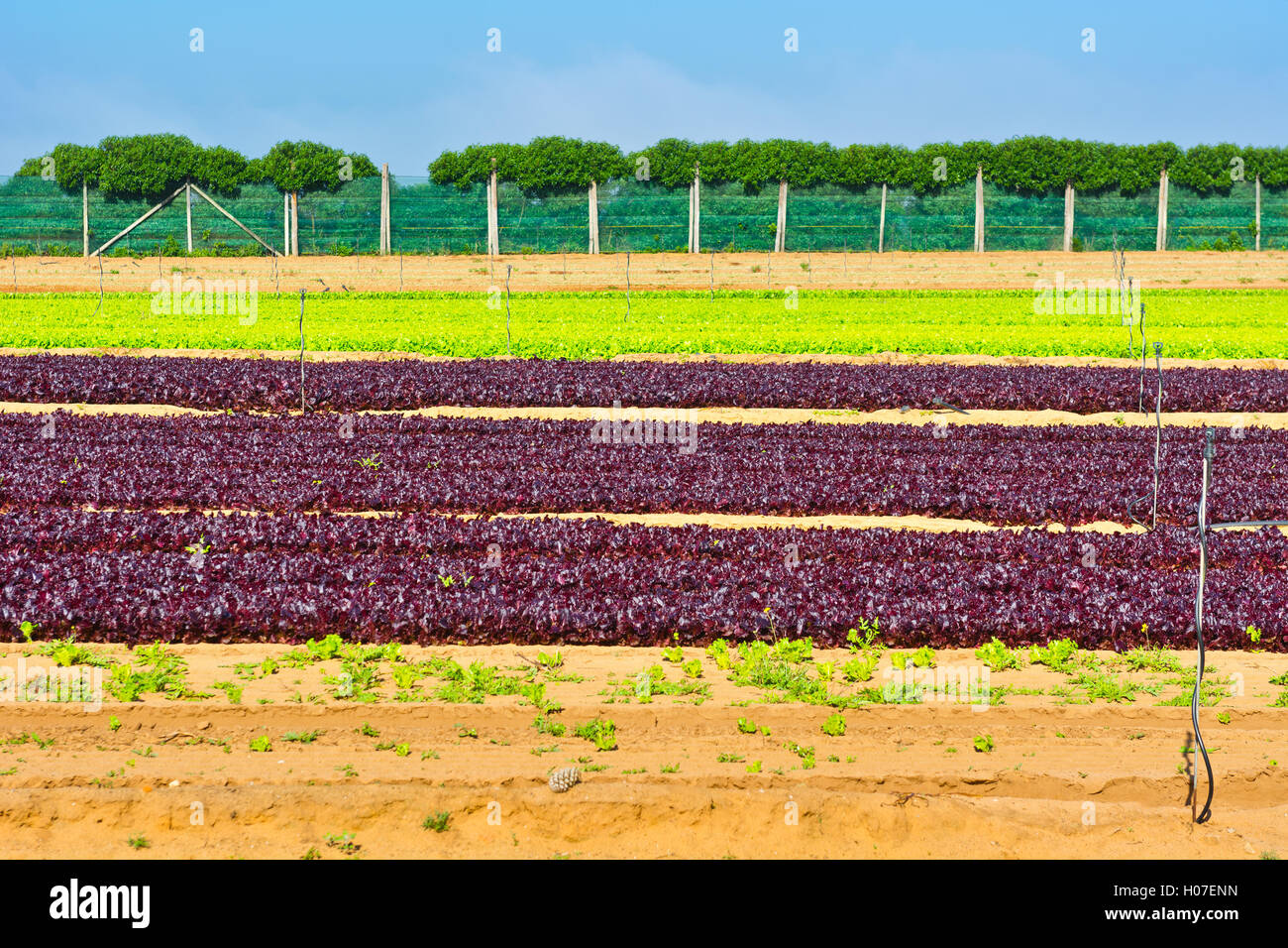 Beetroot field hi-res stock photography and images - Alamy