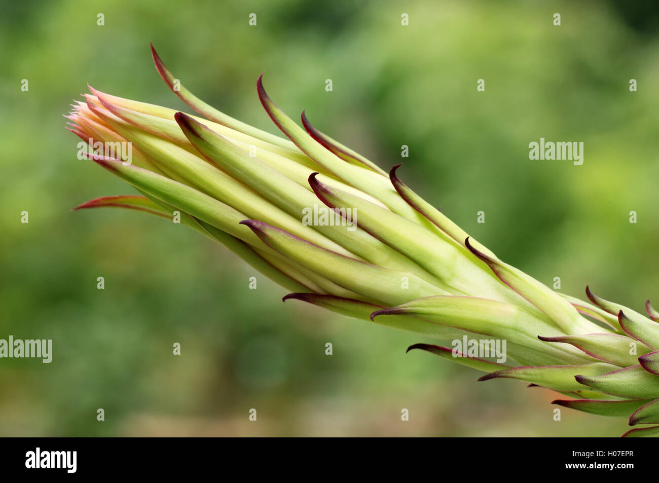 Dragon flower hi-res stock photography and images - Alamy