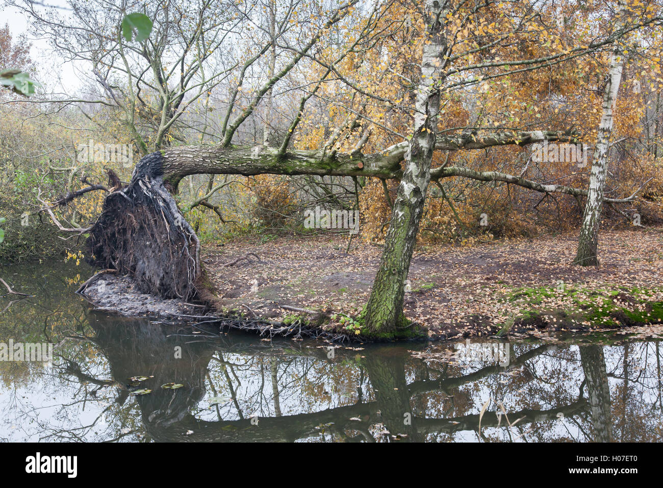 Fallen tree in a marsh Stock Photo - Alamy