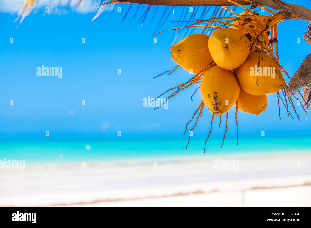Palm tree trunk green yellow hi-res stock photography and images - Alamy