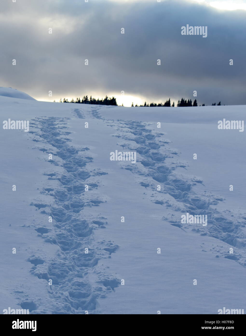 Footsteps in the snow Stock Photo - Alamy