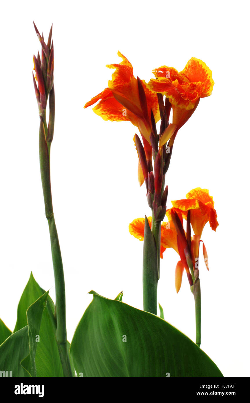 Kolaboti flower of Indian subcontinent Stock Photo - Alamy