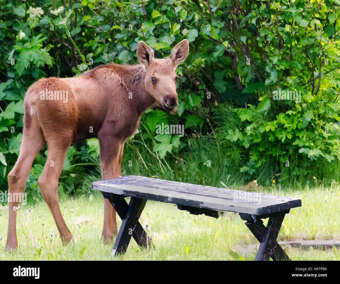 Moose nose hi-res stock photography and images - Alamy