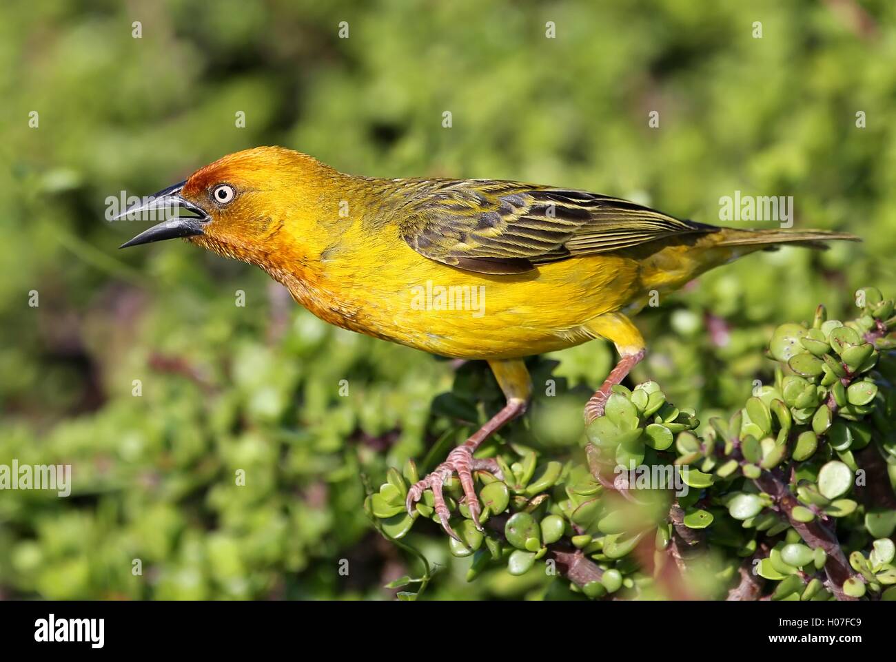 Yellow Cape Weaver Bird Stock Photo - Alamy