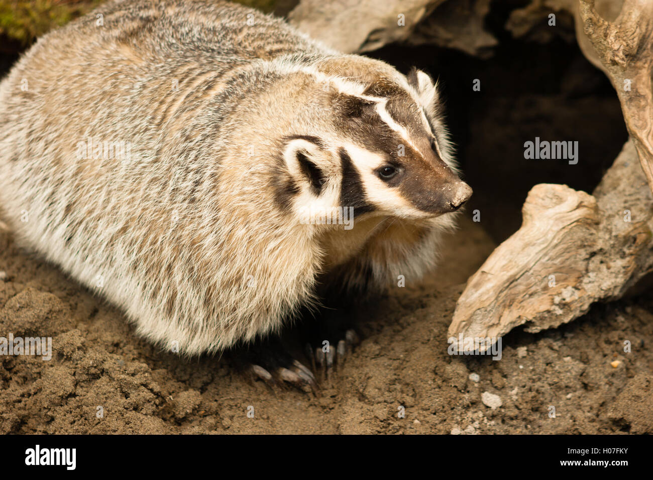 North american badger hi-res stock photography and images - Alamy