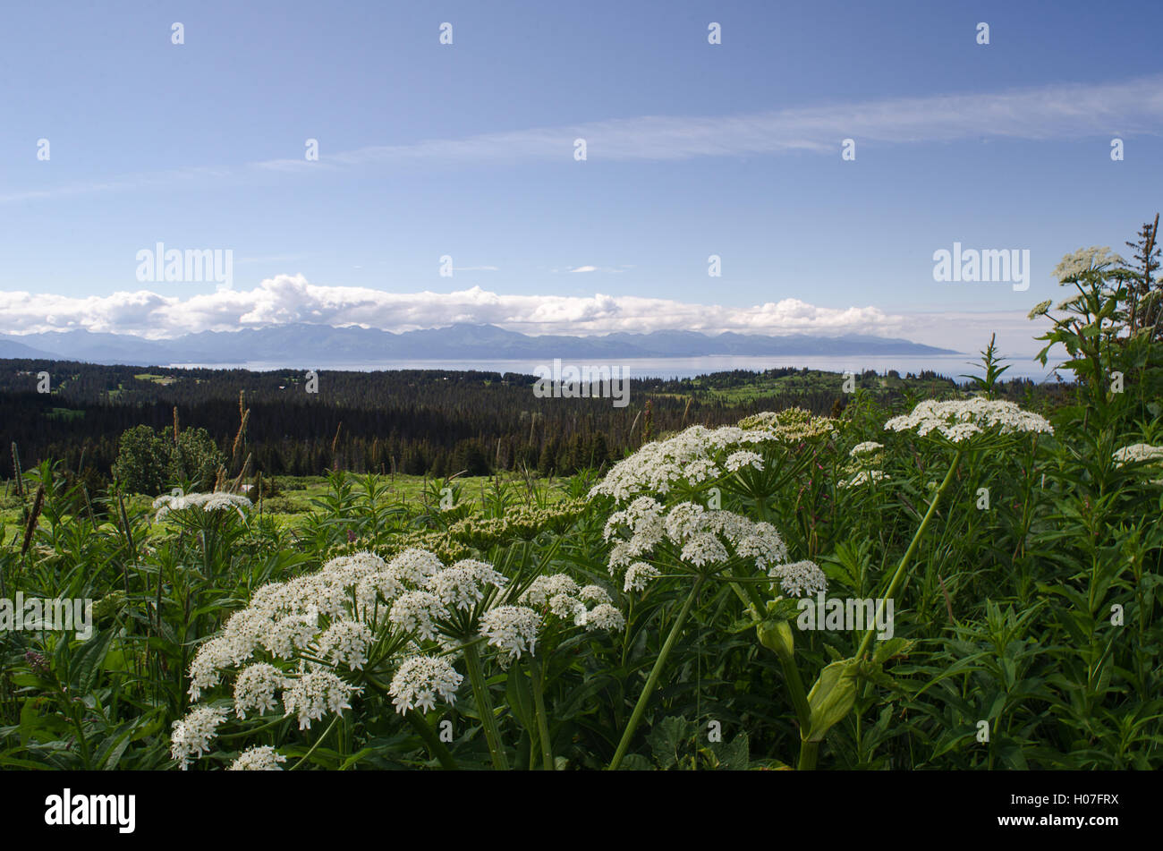 Pushki hi-res stock photography and images - Alamy