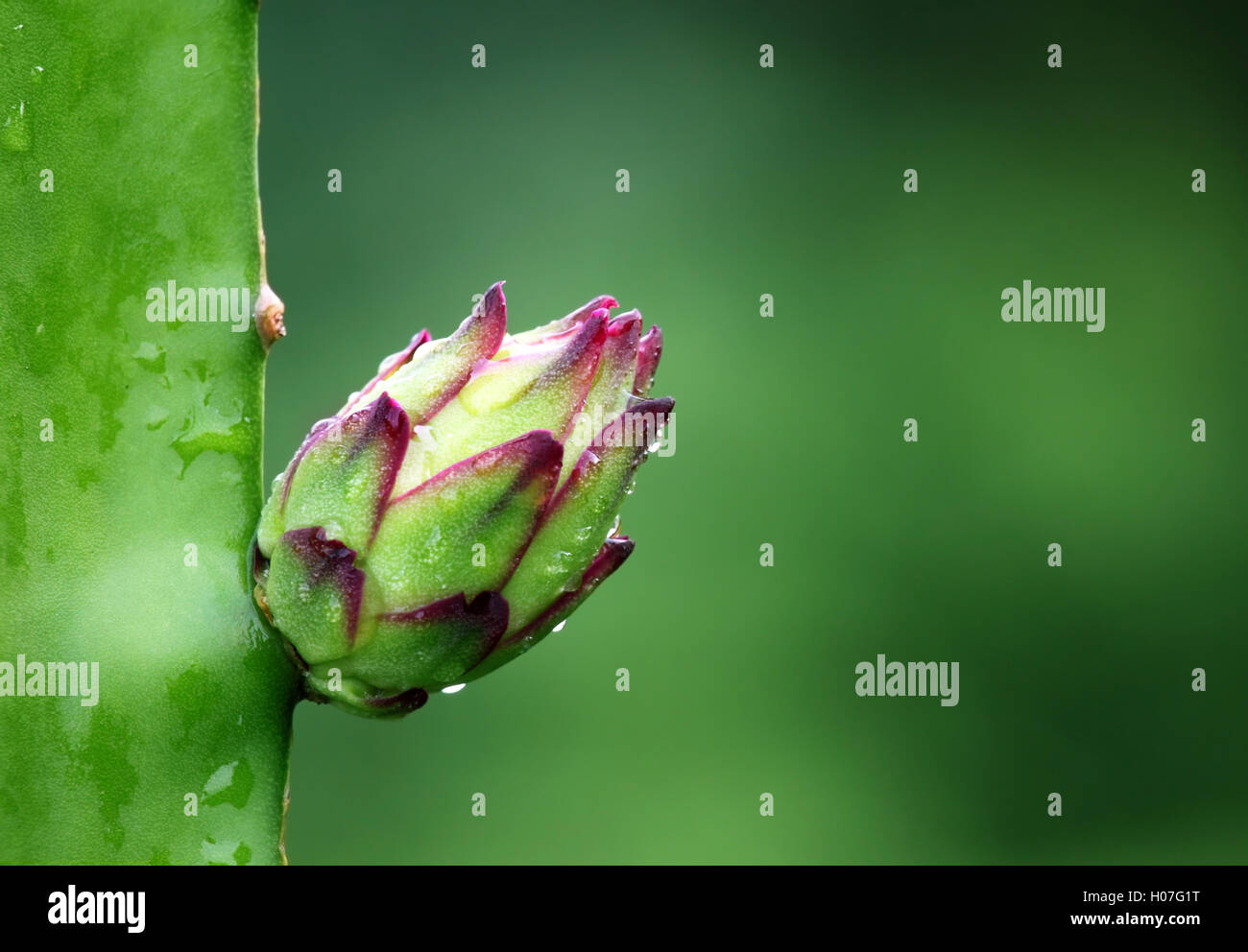 Dragon flower hi-res stock photography and images - Alamy