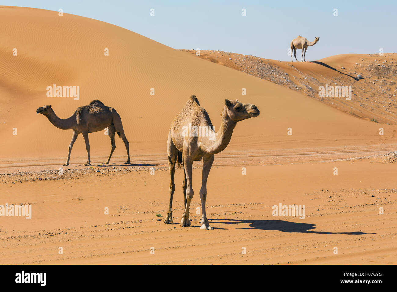 Desert landscape with camel Stock Photo - Alamy